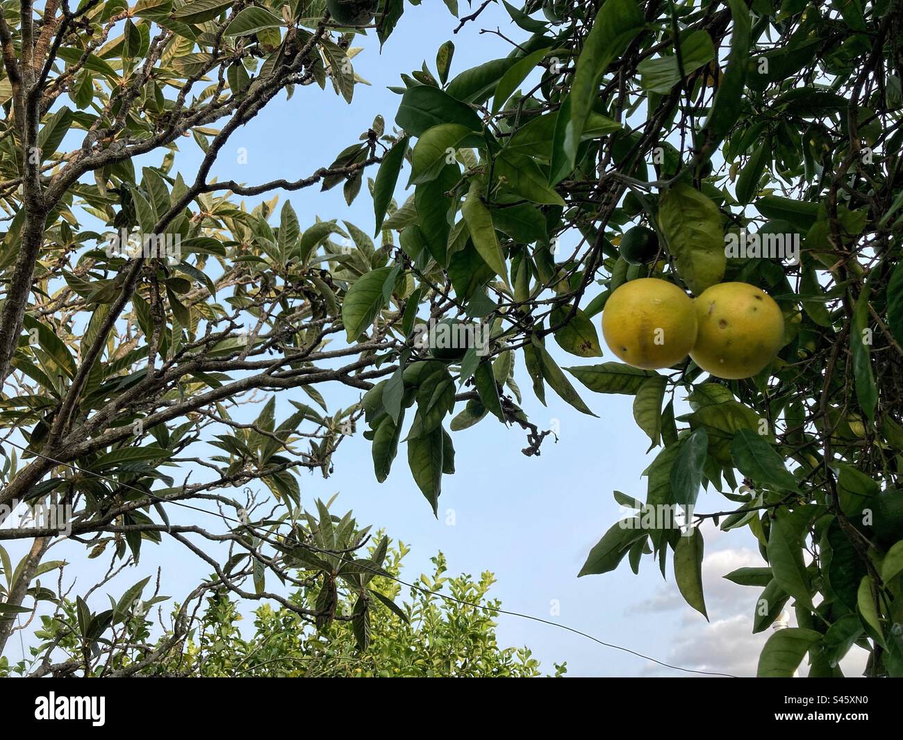 The lemon trees smartphone stock photos and images - Alamy