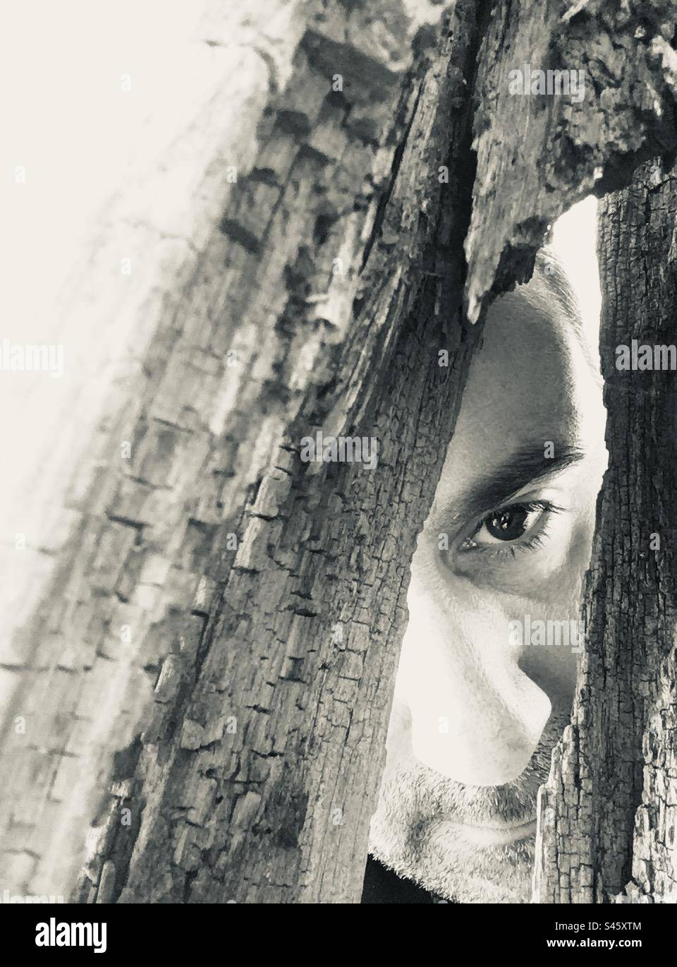 Face in wood Stock Photo - Alamy