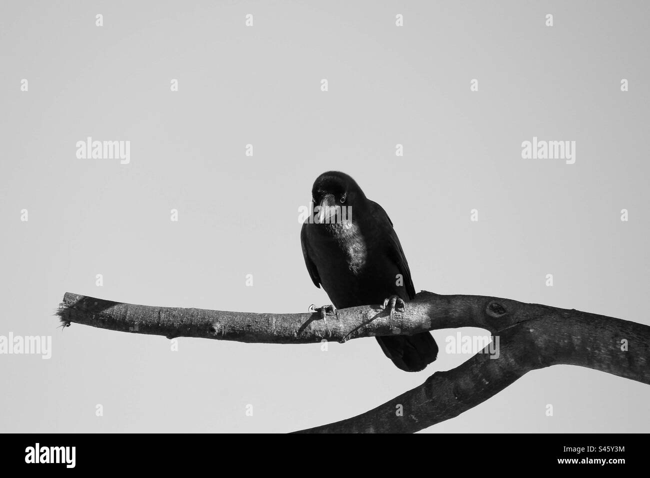 Denuded hi-res stock photography and images - Alamy