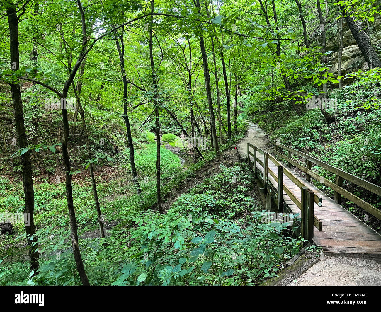 Summer forest walk Stock Photo - Alamy