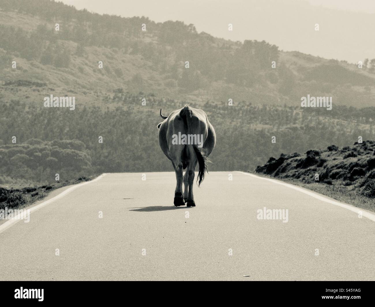 Black and white cowscape, a cow on the road Stock Photo - Alamy