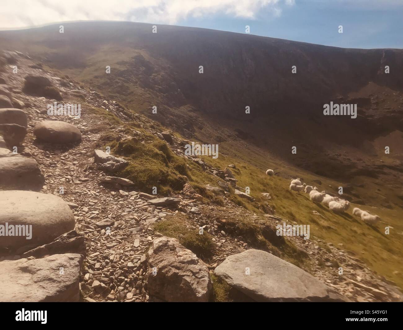 Path sheep hi-res stock photography and images - Alamy