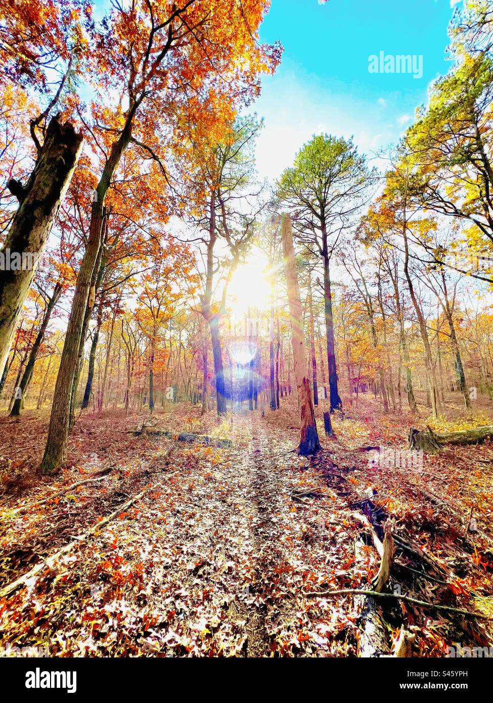 Rocky point pine barrens hi-res stock photography and images - Alamy