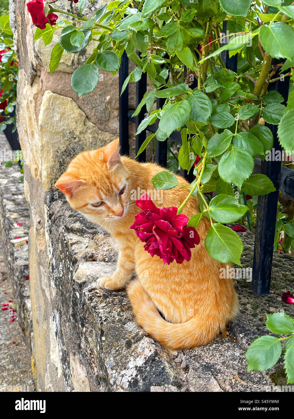 Orange tabby cat and red rose Stock Photo - Alamy