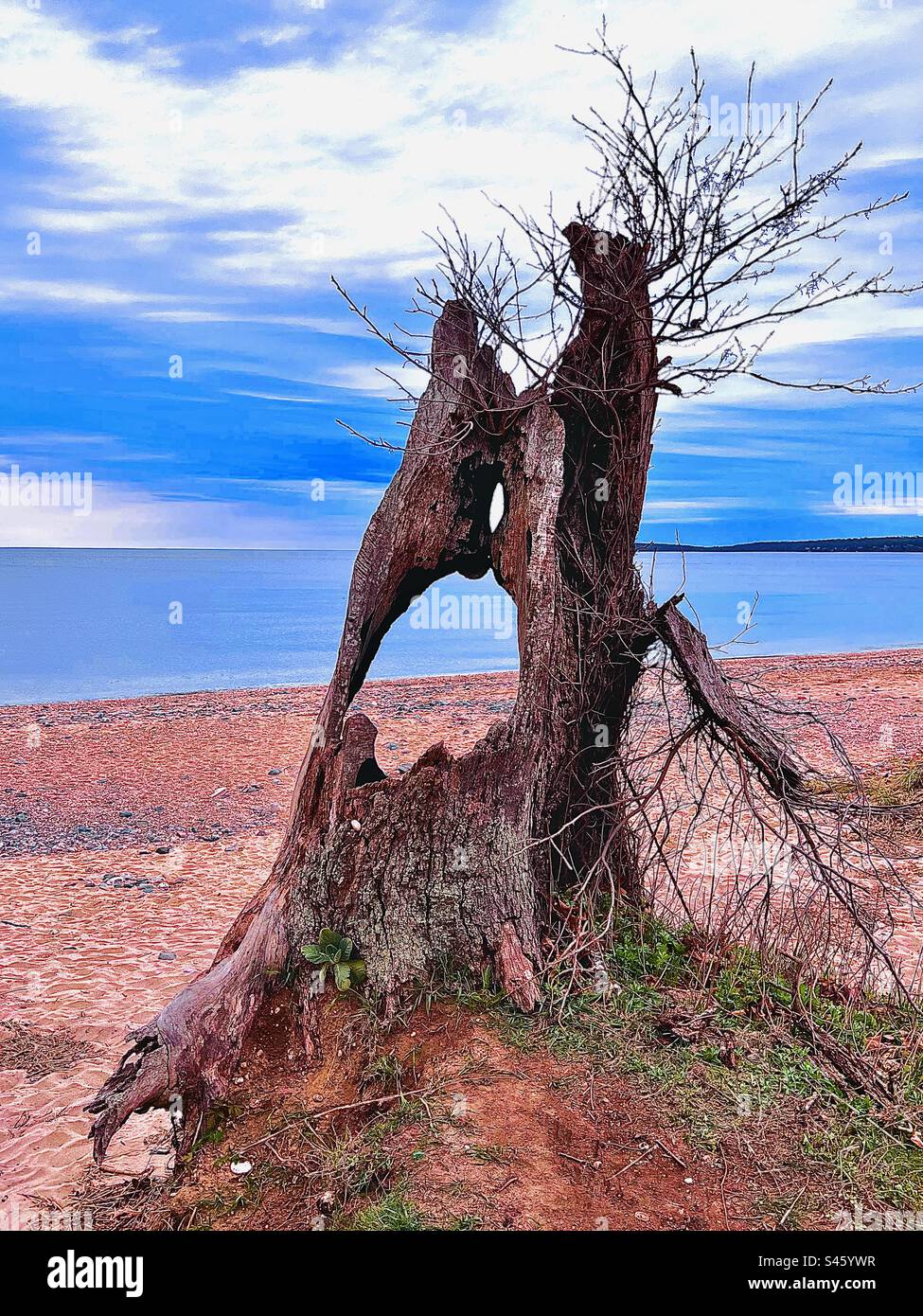 Weathered wood on the beach on the Long Island Sound in Caumsett State ...