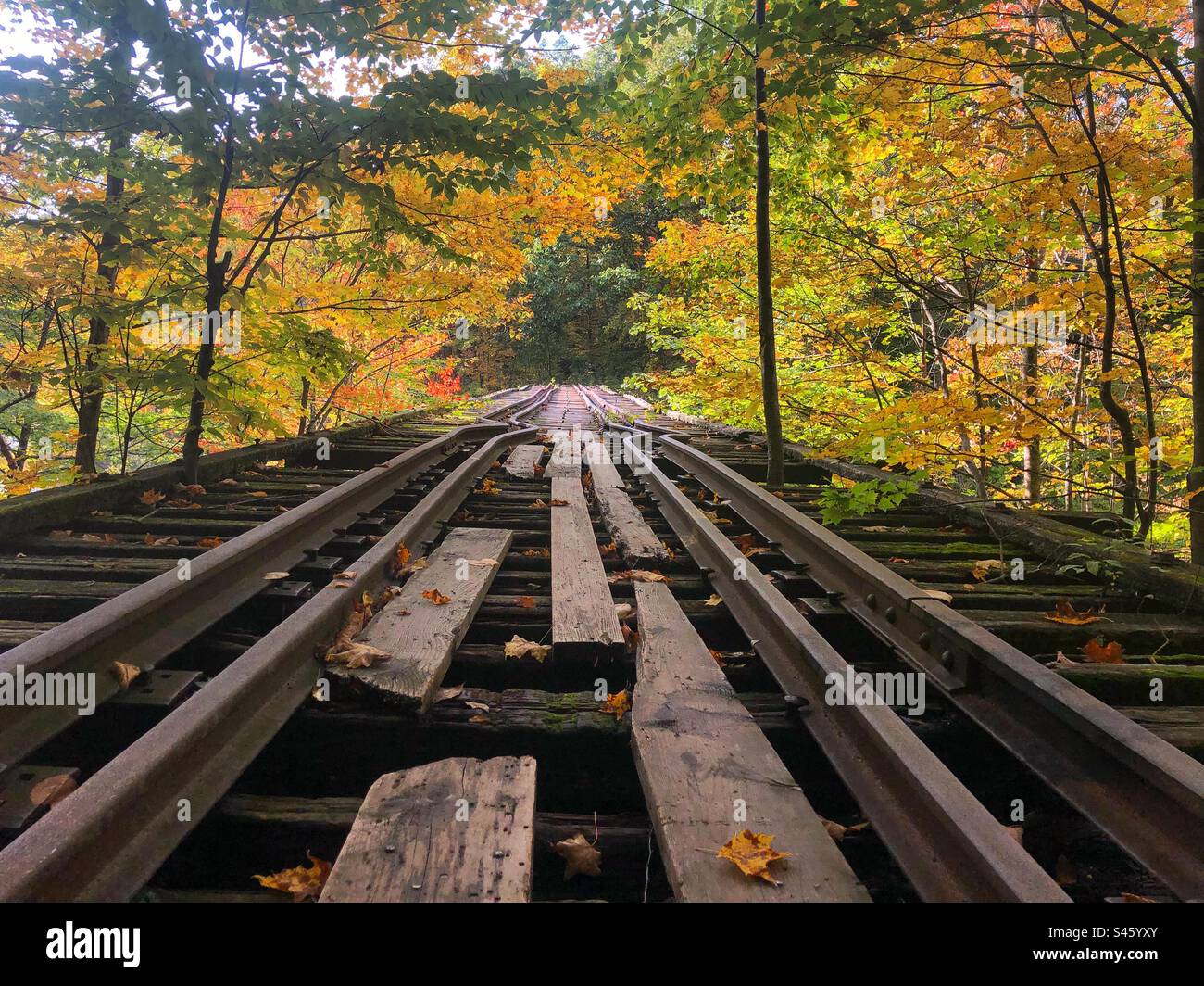 Green leaves and tracks hi-res stock photography and images - Alamy