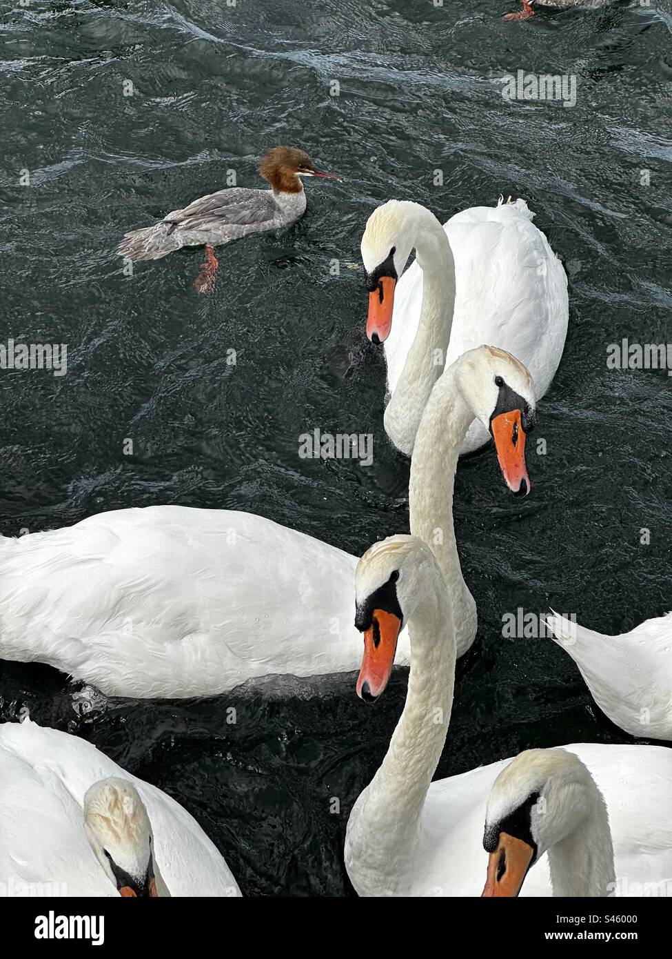 Beautiful swans hi-res stock photography and images - Alamy