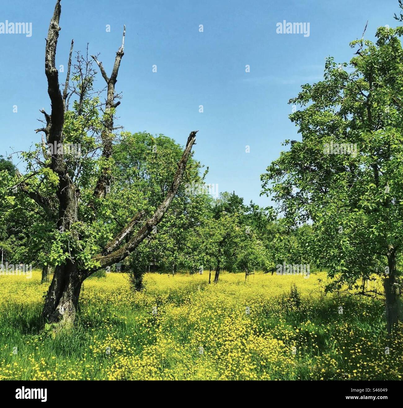 beautiful nature in the Netherlands Stock Photo - Alamy