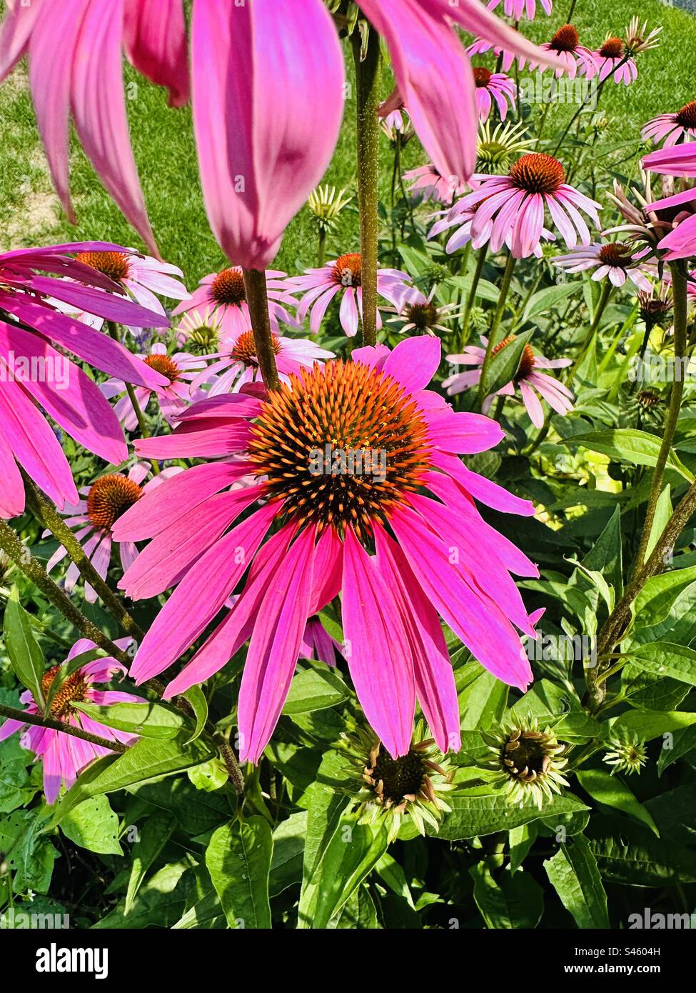 Pink livery hi-res stock photography and images - Alamy