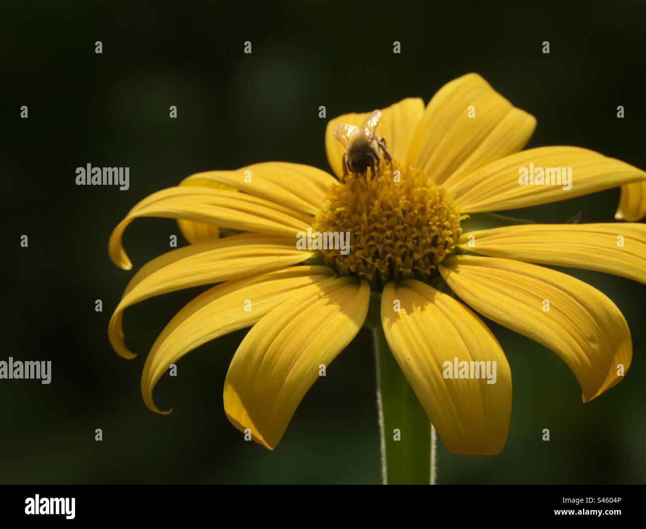 Heliopsis helianthoides is a species of flowering plant in the family ...