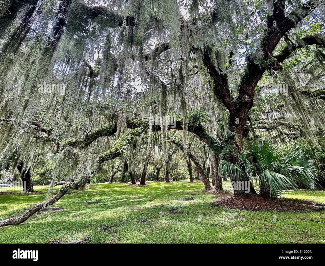 Moss beach hi-res stock photography and images - Alamy