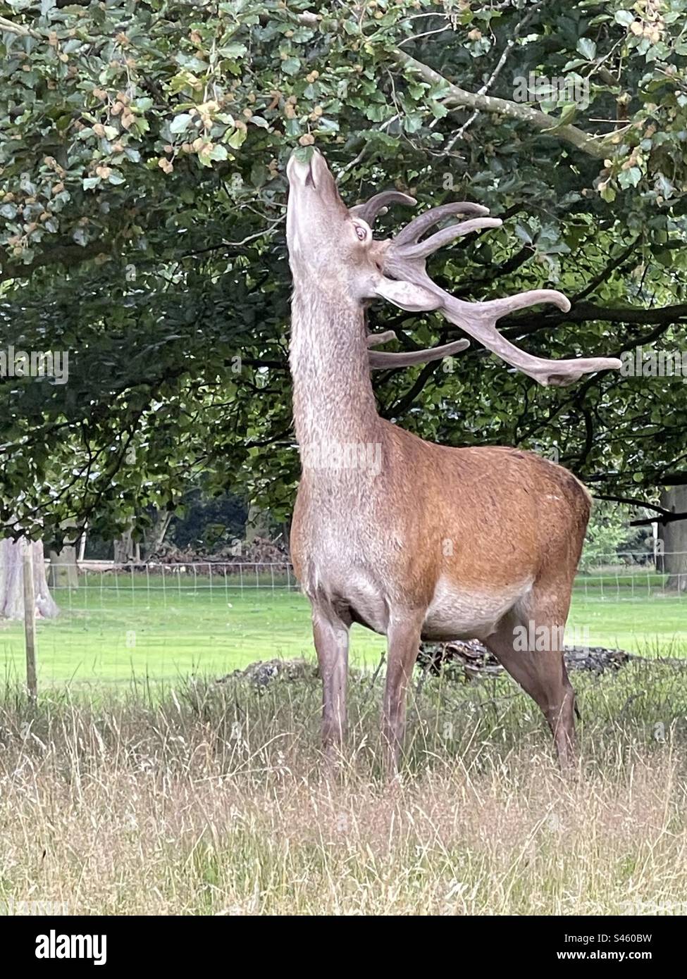 Tatton park deer hi-res stock photography and images - Alamy