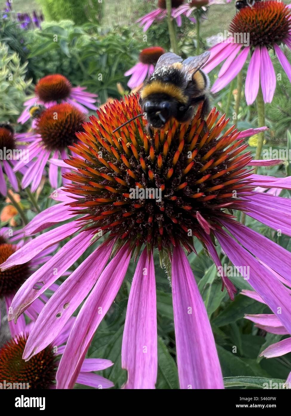 Purple flower bumble bee hi-res stock photography and images - Alamy
