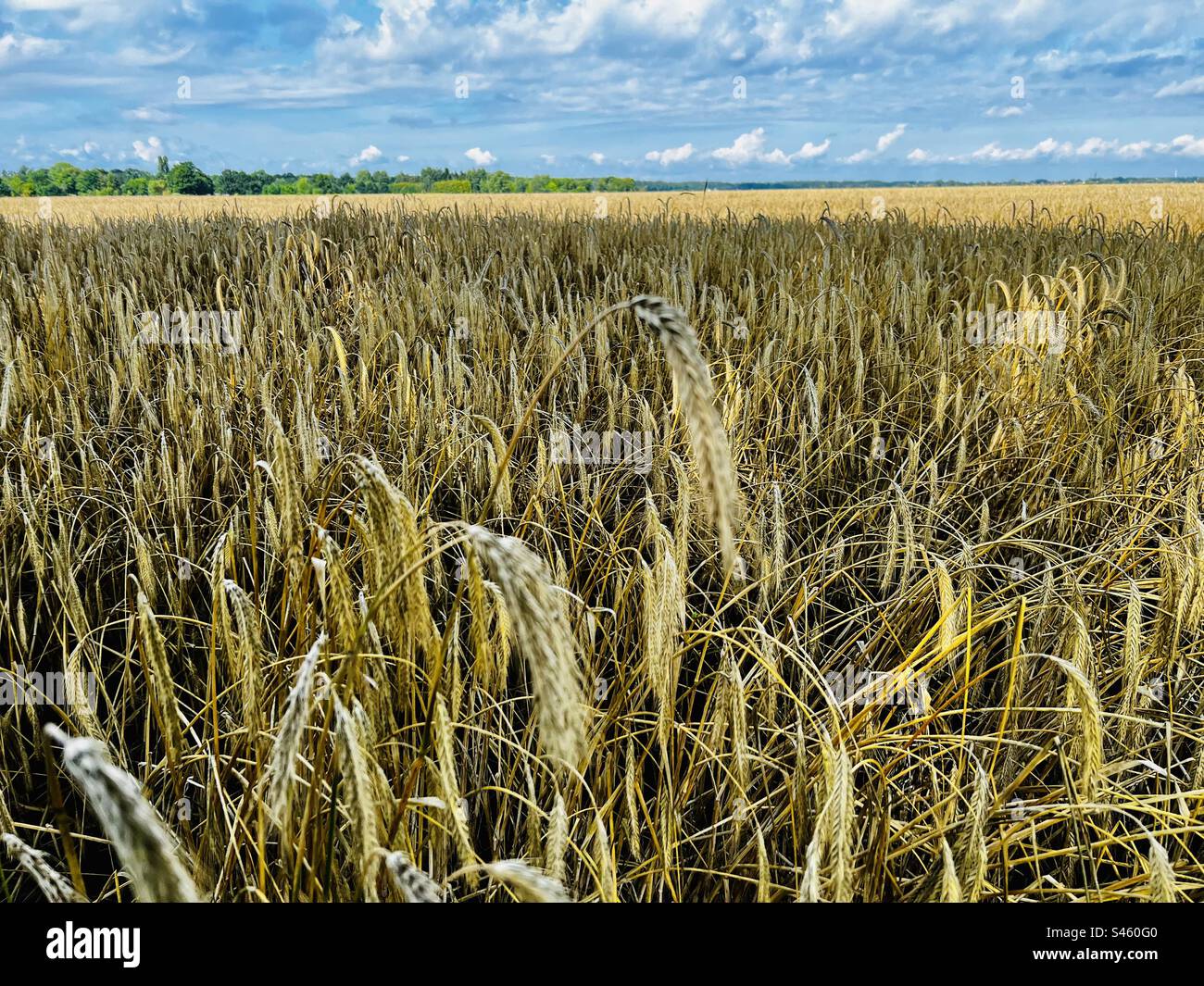 Field and heaven Stock Photo - Alamy