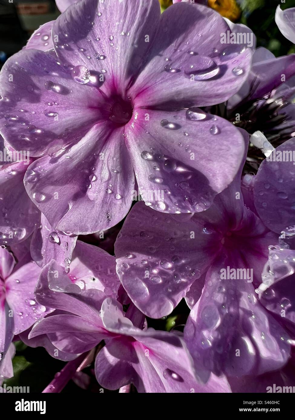Flowers after rain Stock Photo - Alamy