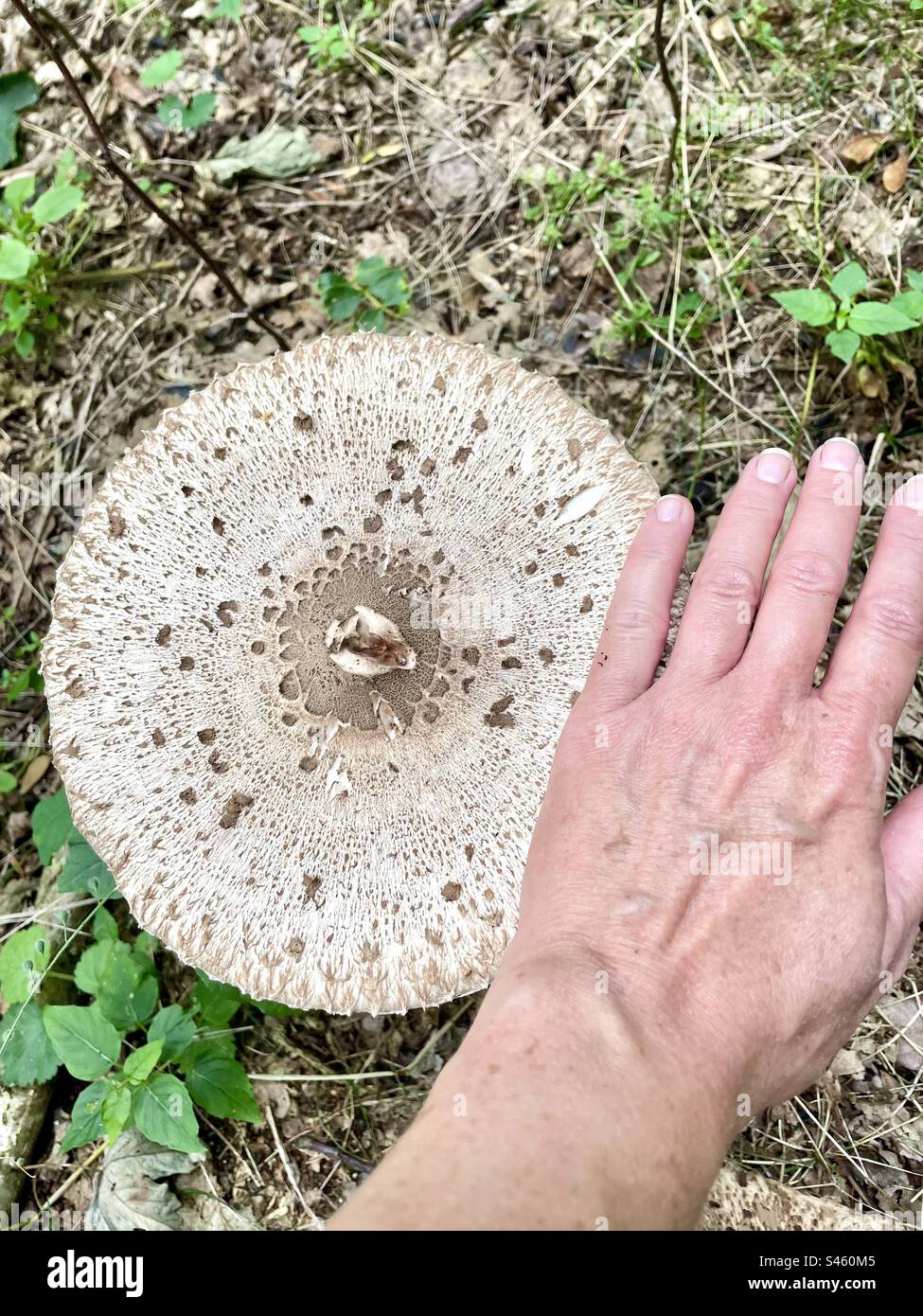 Hand indicating the scale size of this parasol mushroom’s cap Stock ...