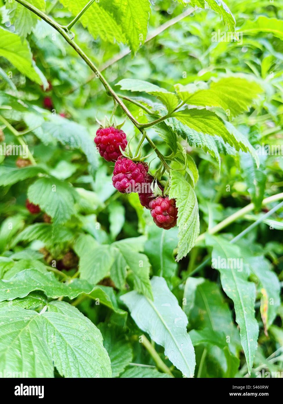 Raspberries growing in the wild. Wales, UK Stock Photo - Alamy