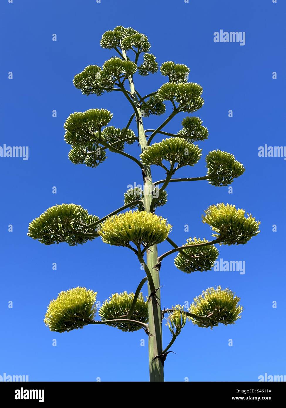 American agave hi-res stock photography and images - Alamy