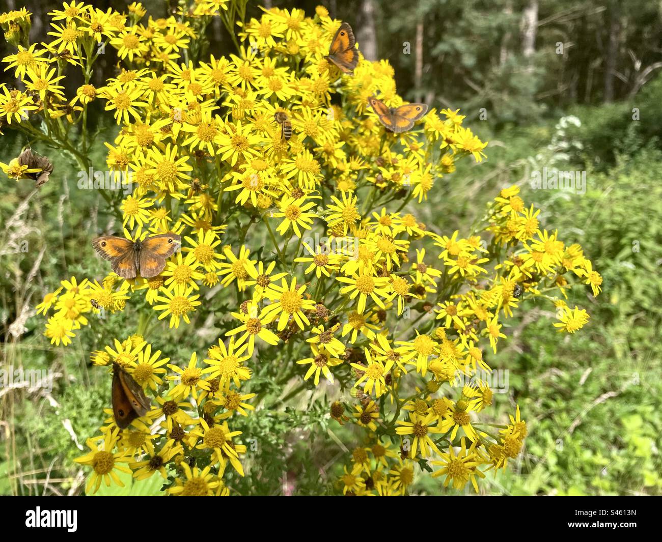 Hedge brown butterflies attracted to the yellow flowers of the Ragwort ...