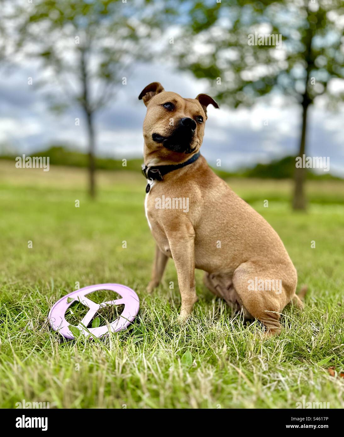 Red Staffordshire bull terrier on Horsell common Woking Stock Photo - Alamy