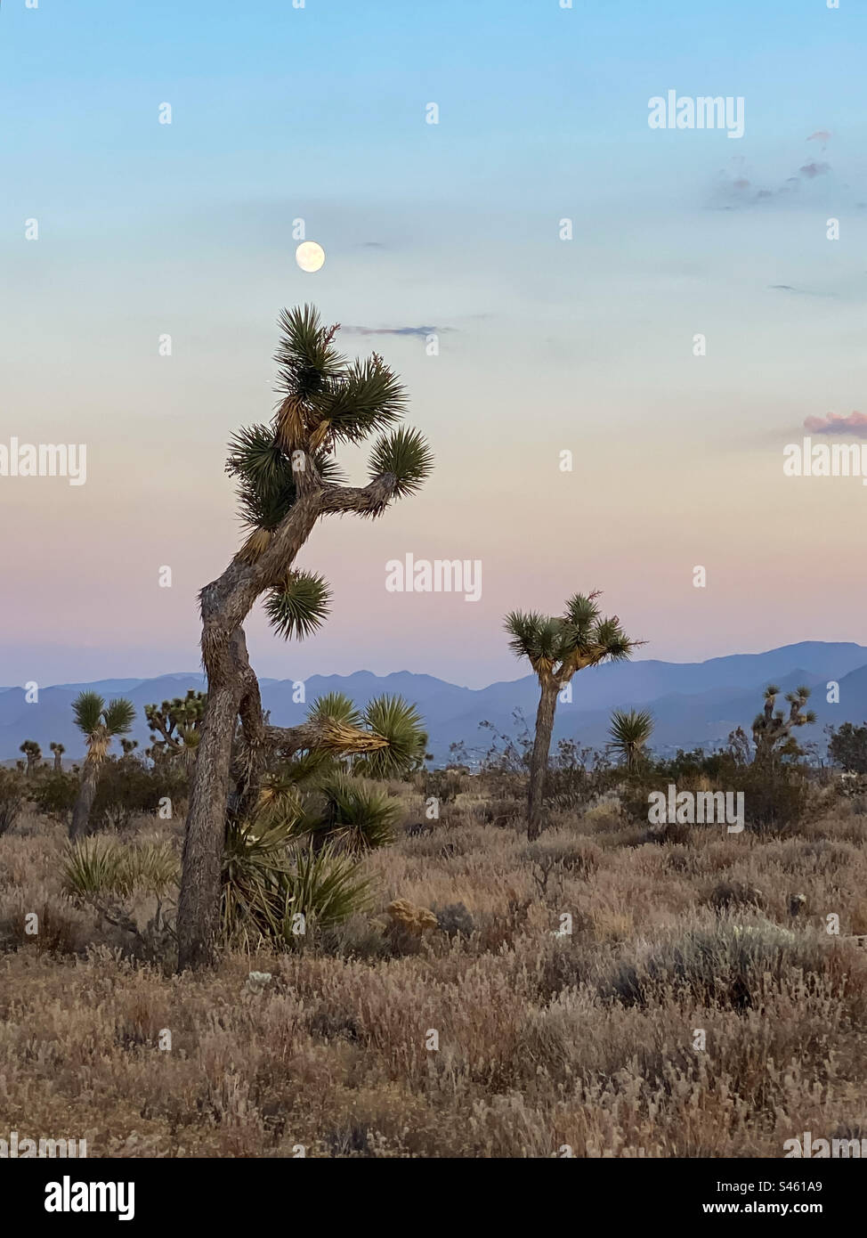 Joshua tree moon hi-res stock photography and images - Alamy