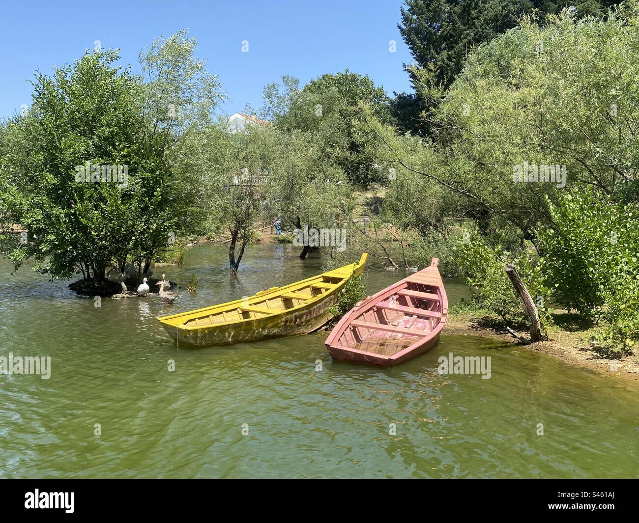 Puka trees hi-res stock photography and images - Alamy