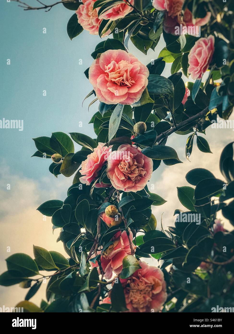 Close-up of pink flowering Camellia japonica or Japanese camellia tree ...