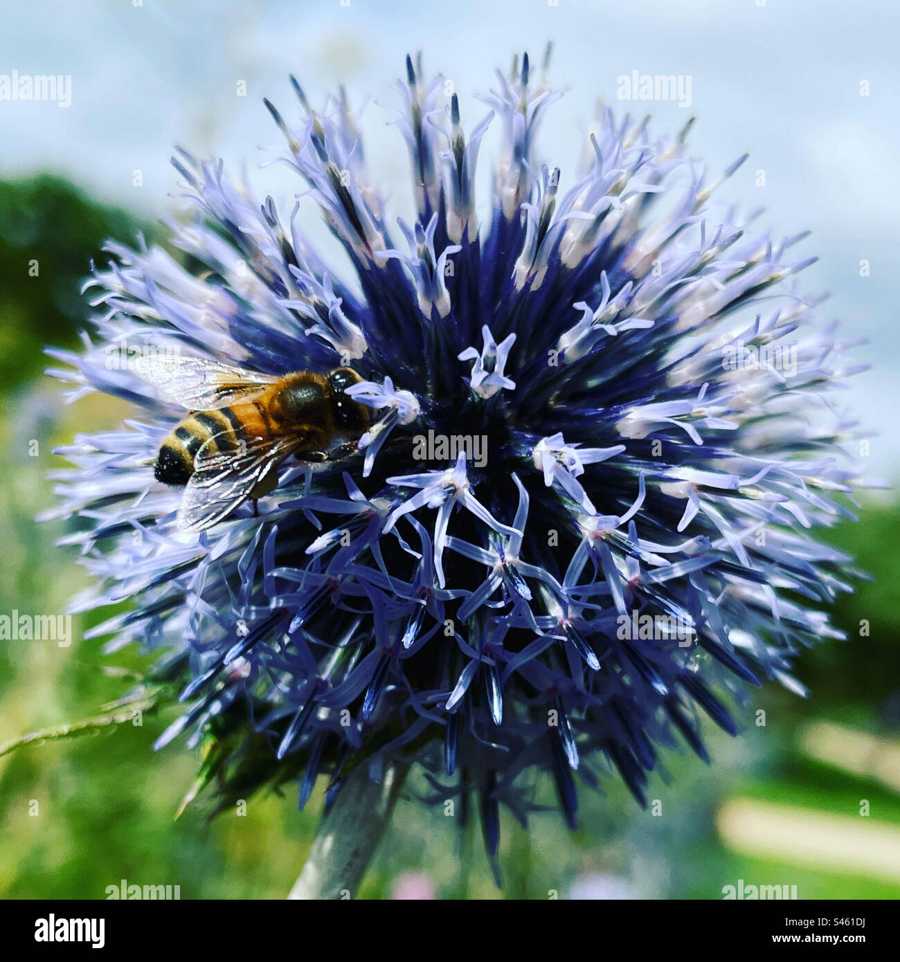 Bee blue flower uk hi-res stock photography and images - Alamy