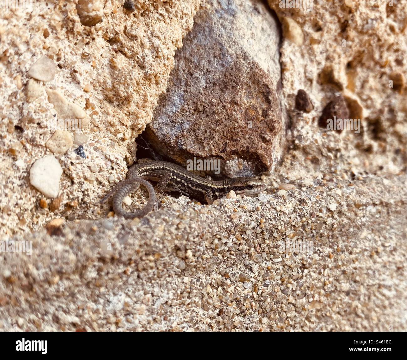 Baby lizard hi-res stock photography and images - Alamy