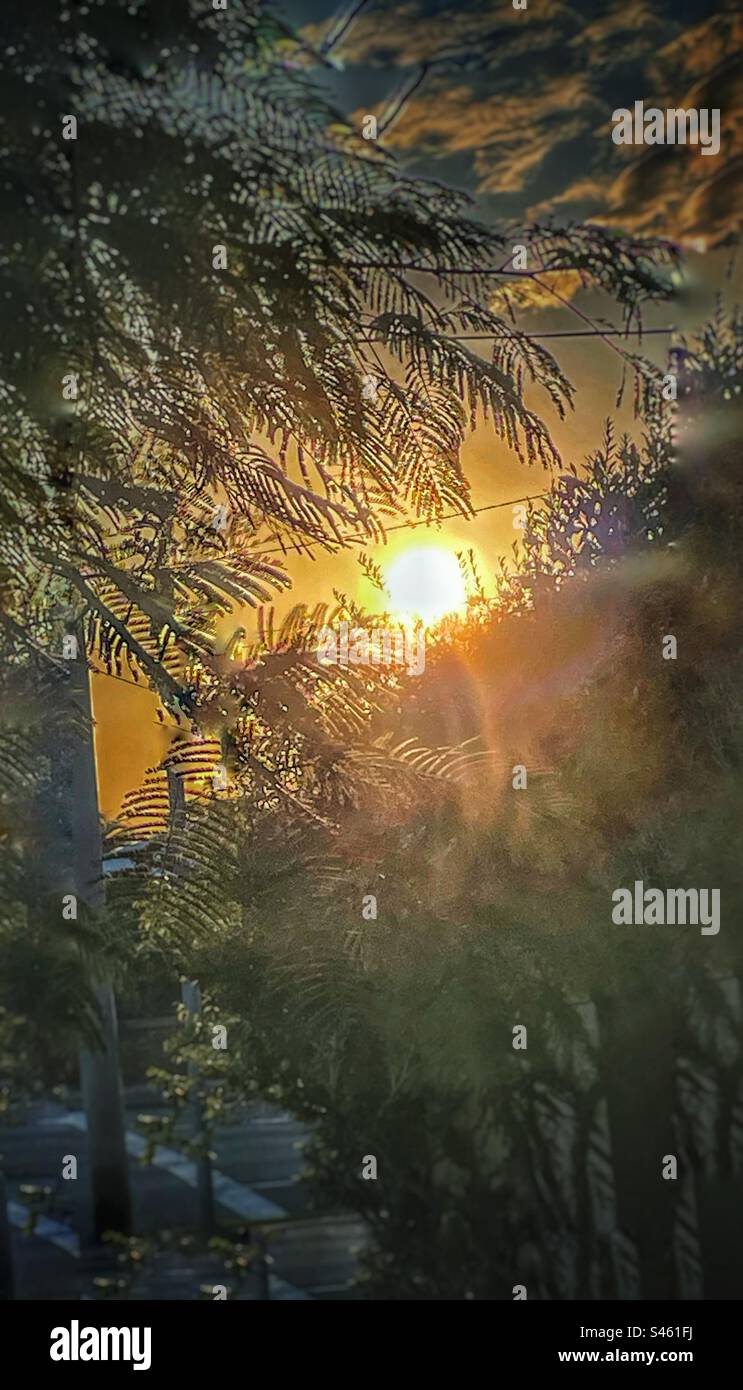 Sunset through the tree hi-res stock photography and images - Alamy