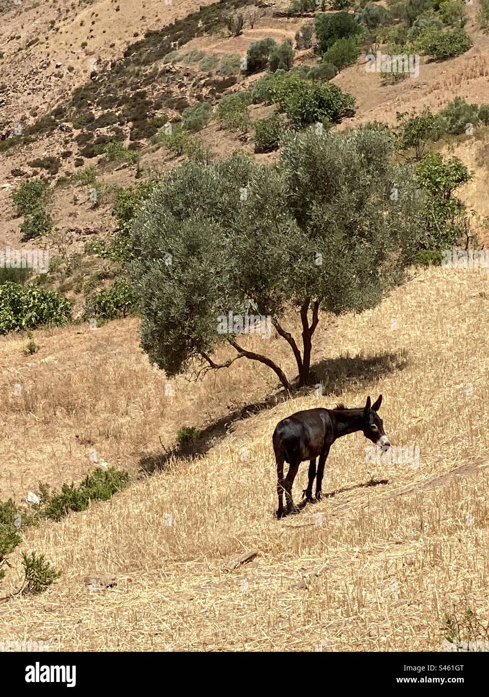 Donkey tree hi-res stock photography and images - Alamy