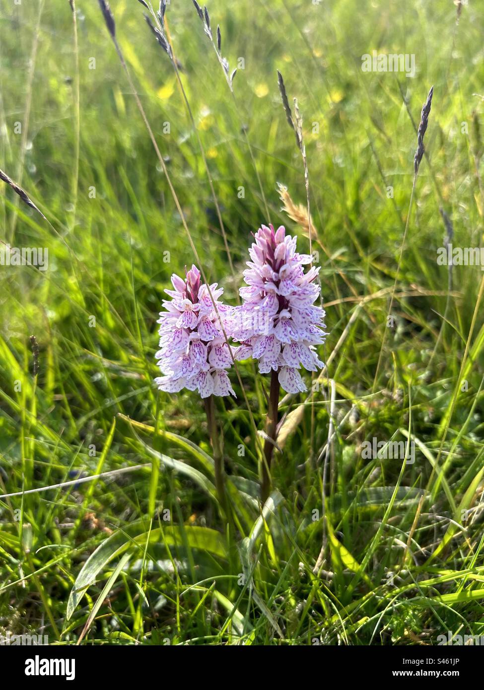 Scottish flowers hi-res stock photography and images - Alamy