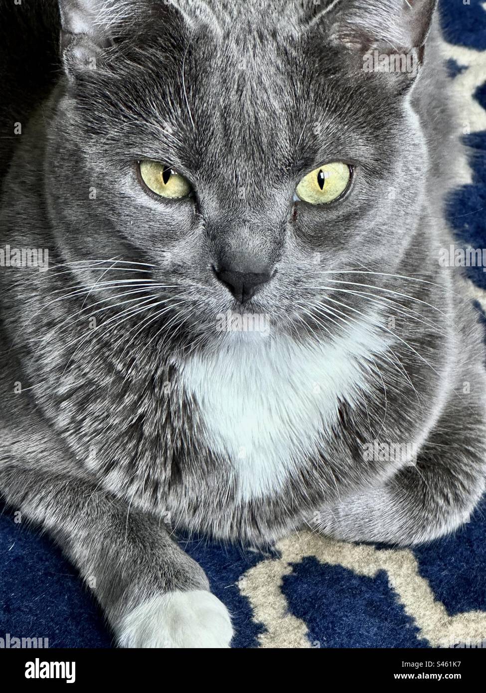 Soft purr hi-res stock photography and images - Alamy