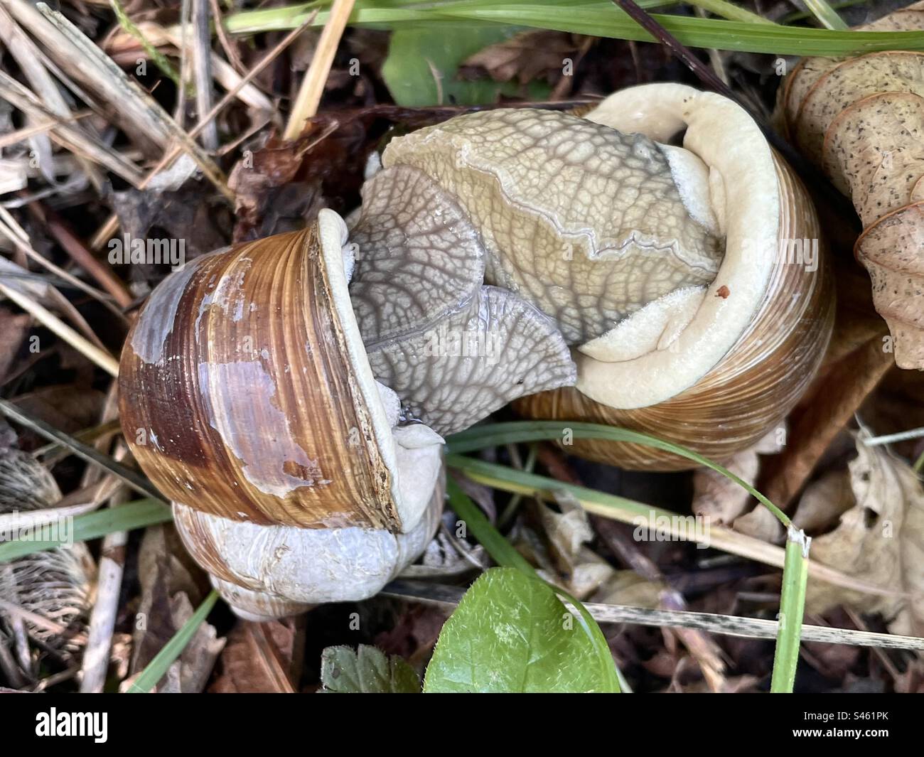 Mating Roman or Burgundy snails, Switzerland Stock Photo - Alamy