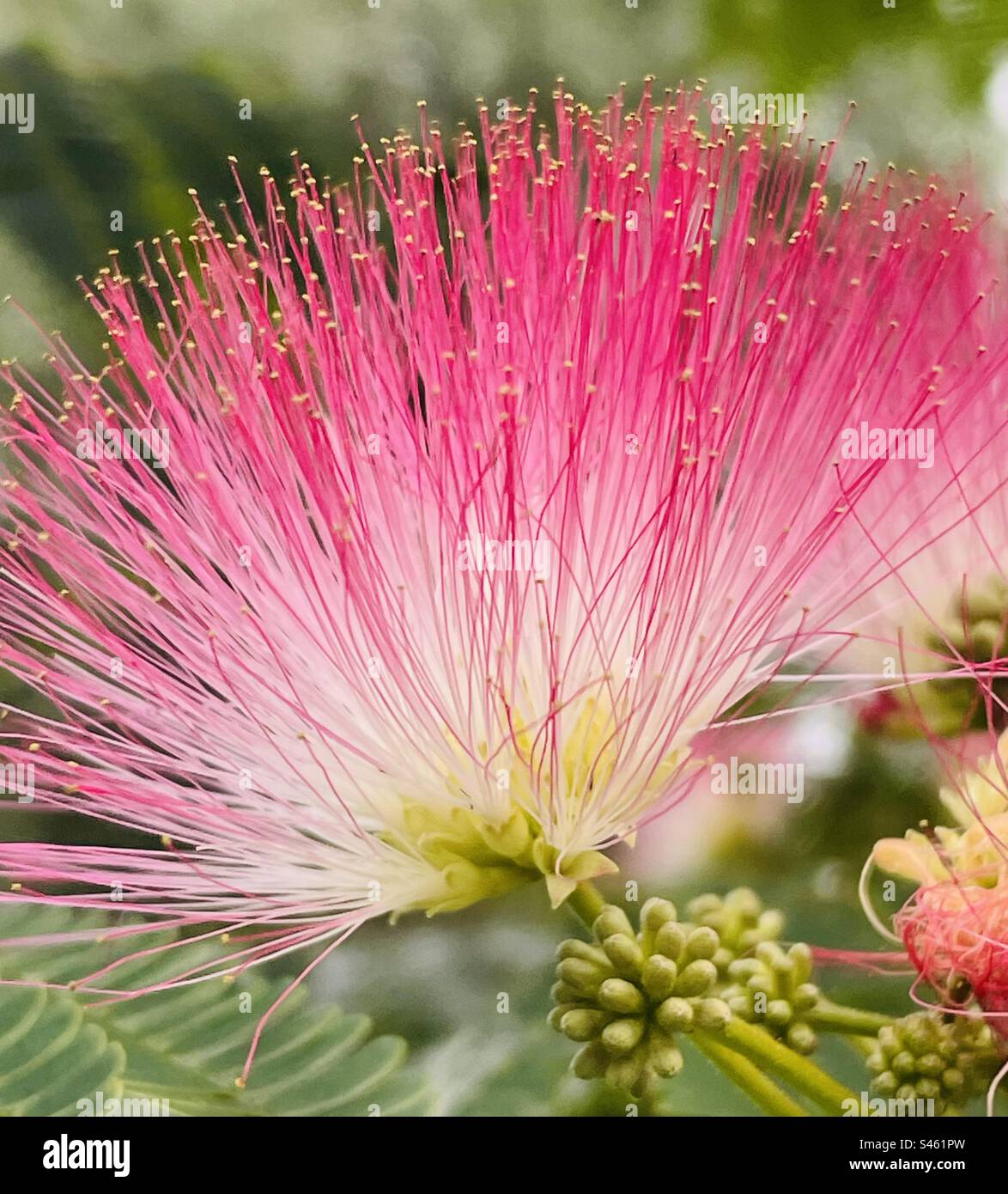 Fan shaped flower hi-res stock photography and images - Alamy