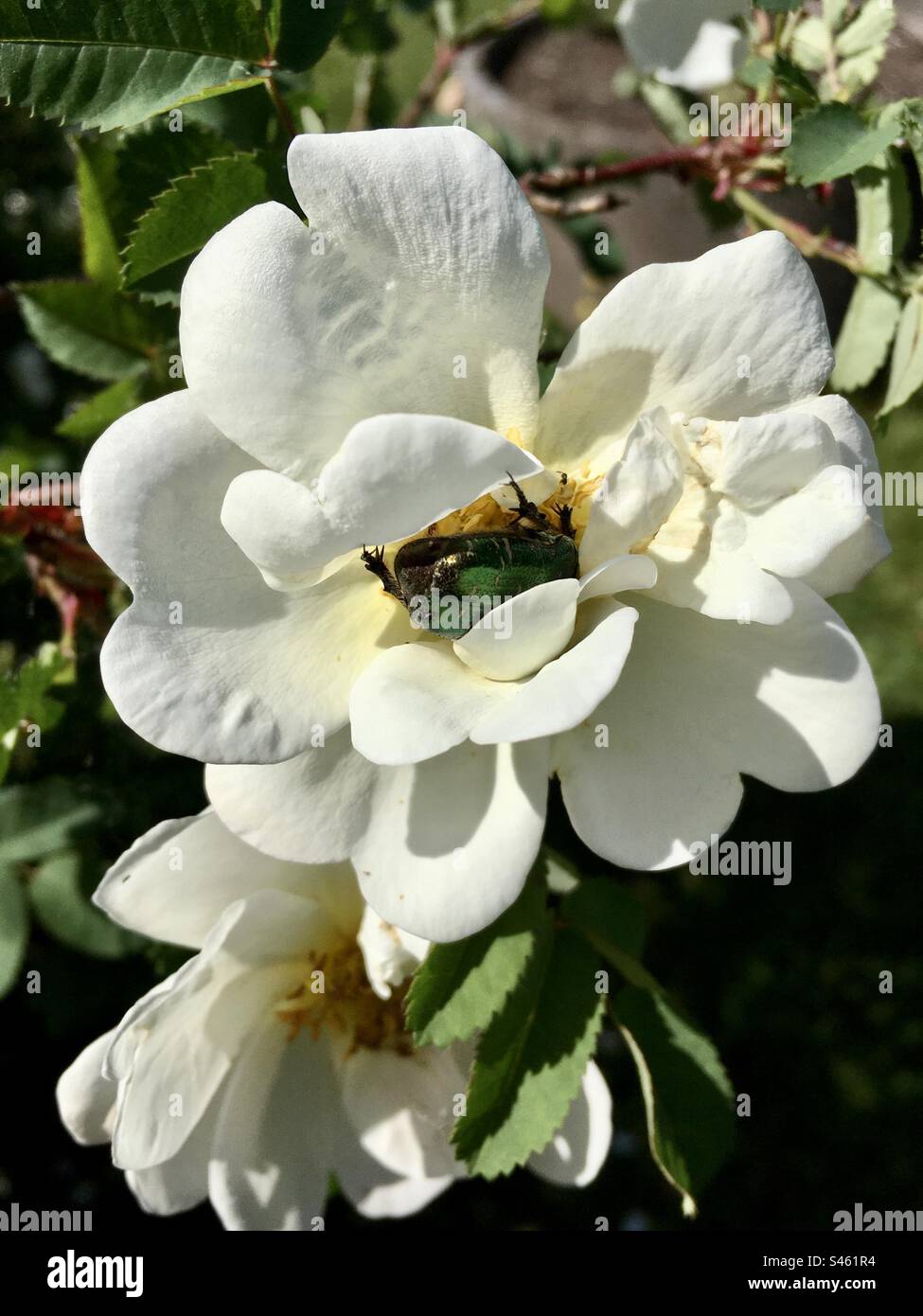 The finnish white rose hi-res stock photography and images - Alamy