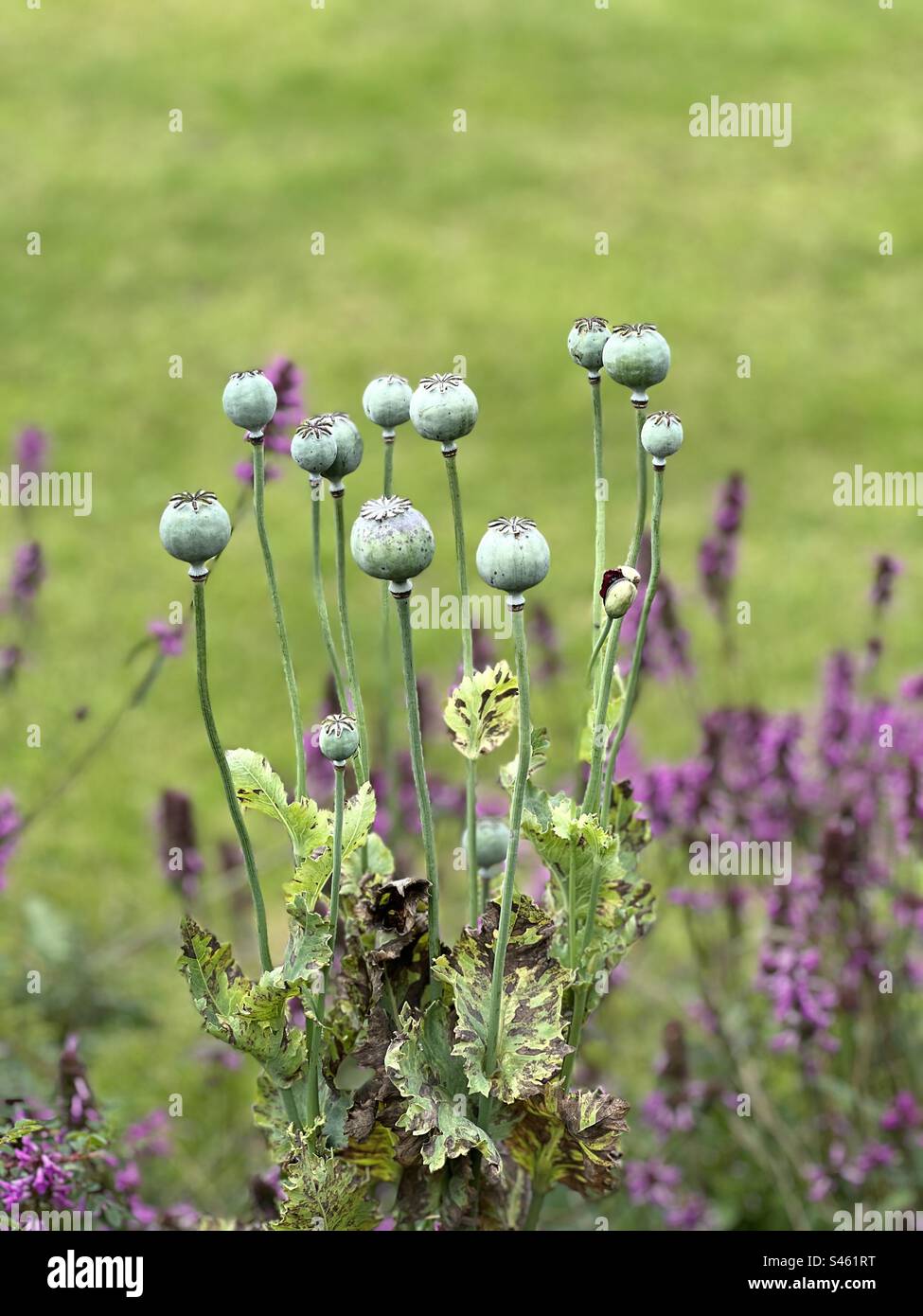 Poppy seedheads ripening Stock Photo - Alamy