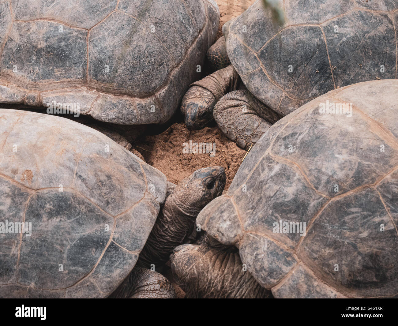 Big turtles hi-res stock photography and images - Alamy
