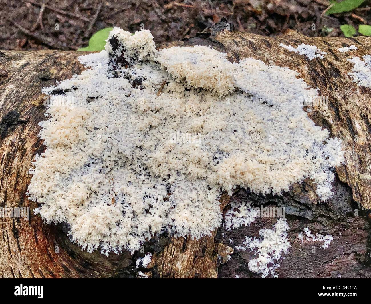 White slime hi-res stock photography and images - Alamy