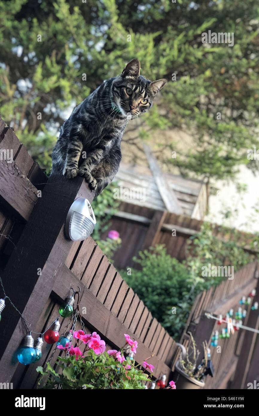 Half bengal cat hi-res stock photography and images - Alamy