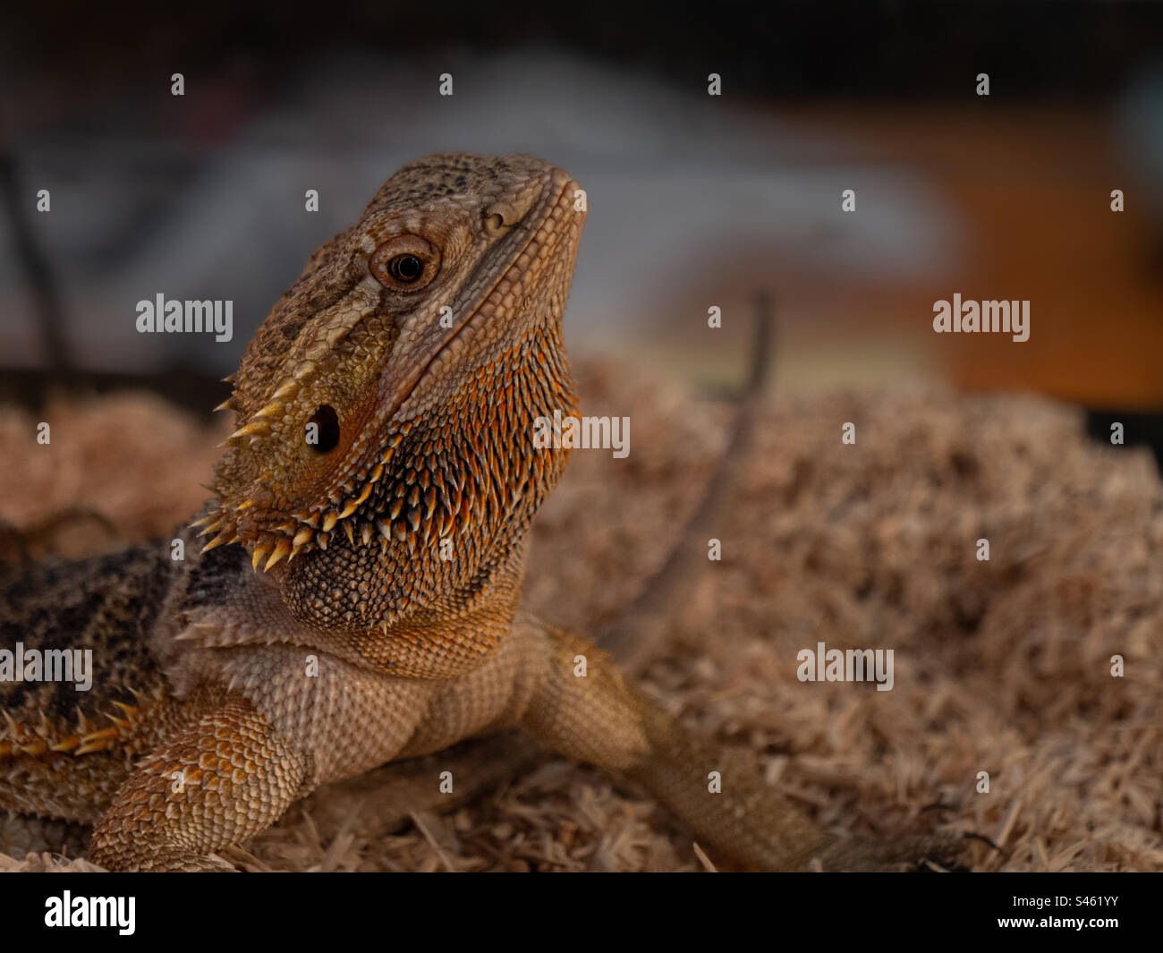Terrarium agama hi-res stock photography and images - Alamy