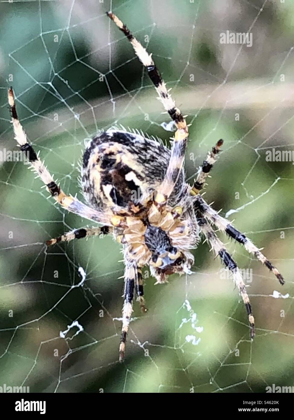 Spider ready hi-res stock photography and images - Alamy