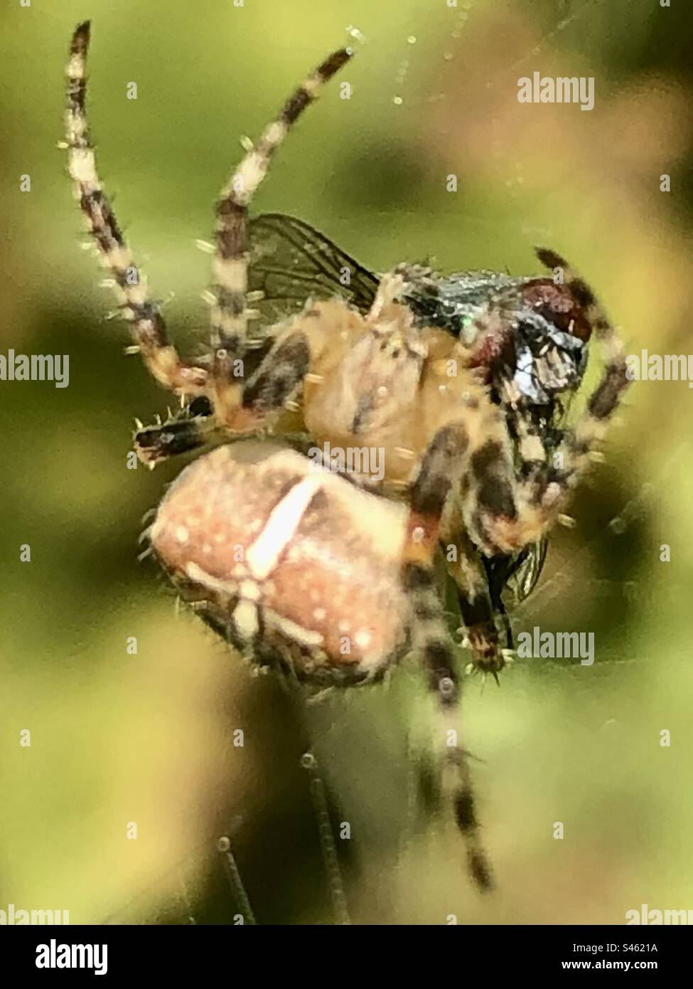 Spider with pray Stock Photo - Alamy