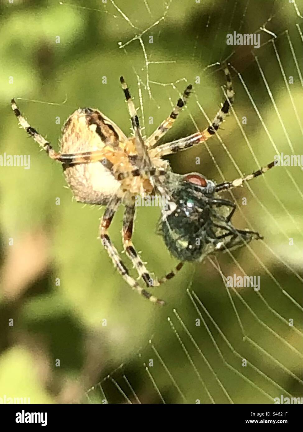 Spider webb hi-res stock photography and images - Alamy
