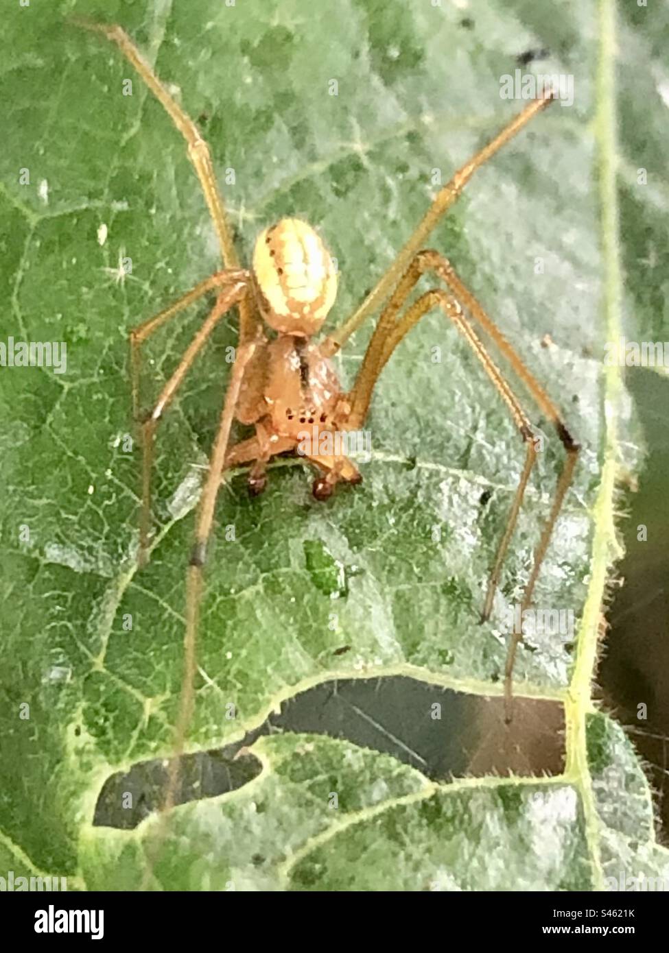 Spider relaxing on leaf hi-res stock photography and images - Alamy