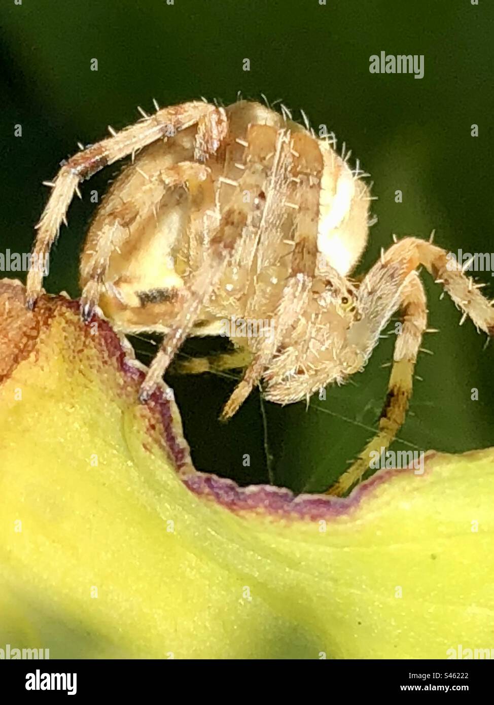 Spider on look out hi-res stock photography and images - Alamy