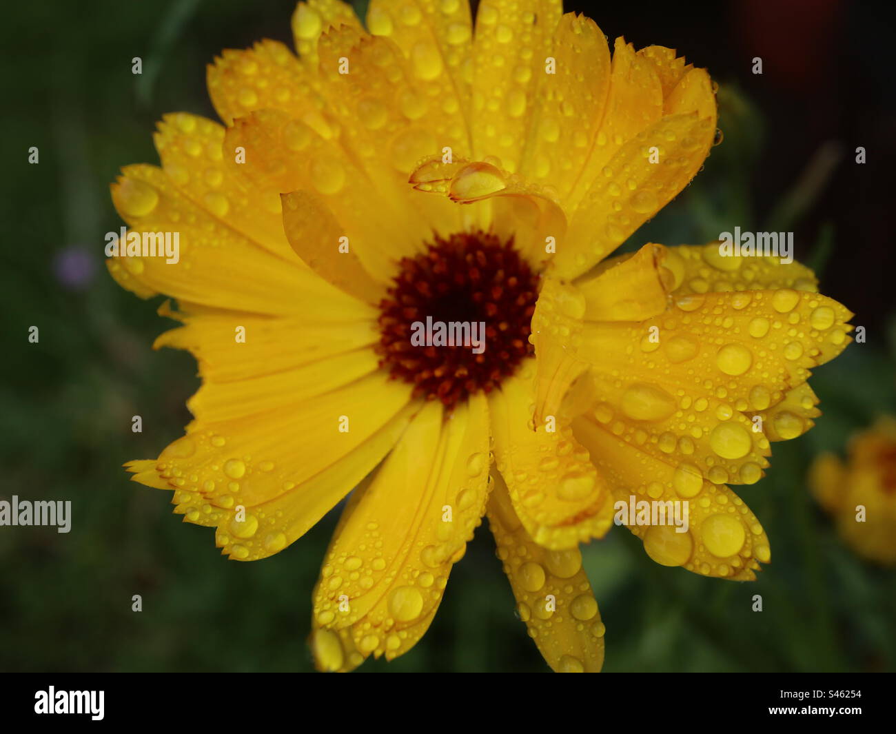 Raindrops falling on summer hi-res stock photography and images - Alamy