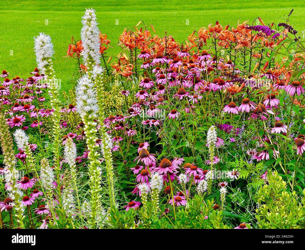 Tiger lilies cone flower and blazing star Stock Photo - Alamy