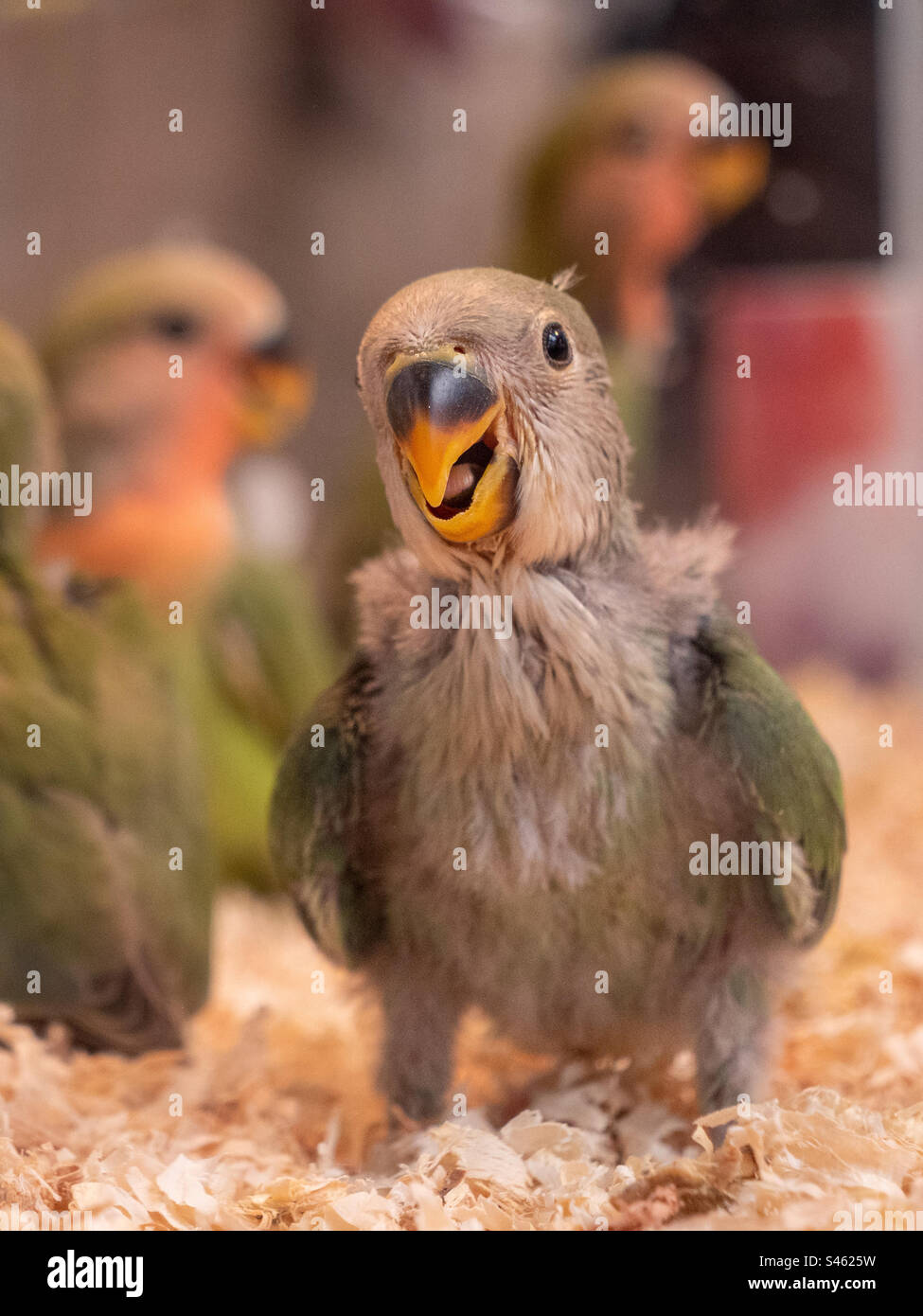 Small parrot hi-res stock photography and images - Alamy