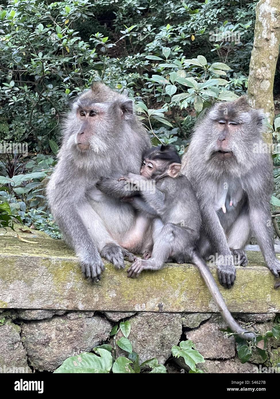 Monkey family hi-res stock photography and images - Alamy